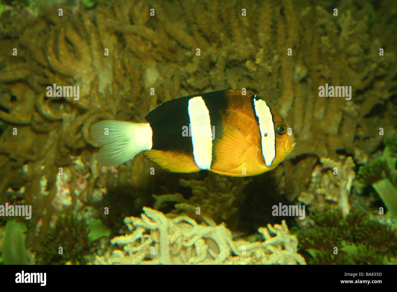 Clark anemone fishes hi-res stock photography and images - Alamy