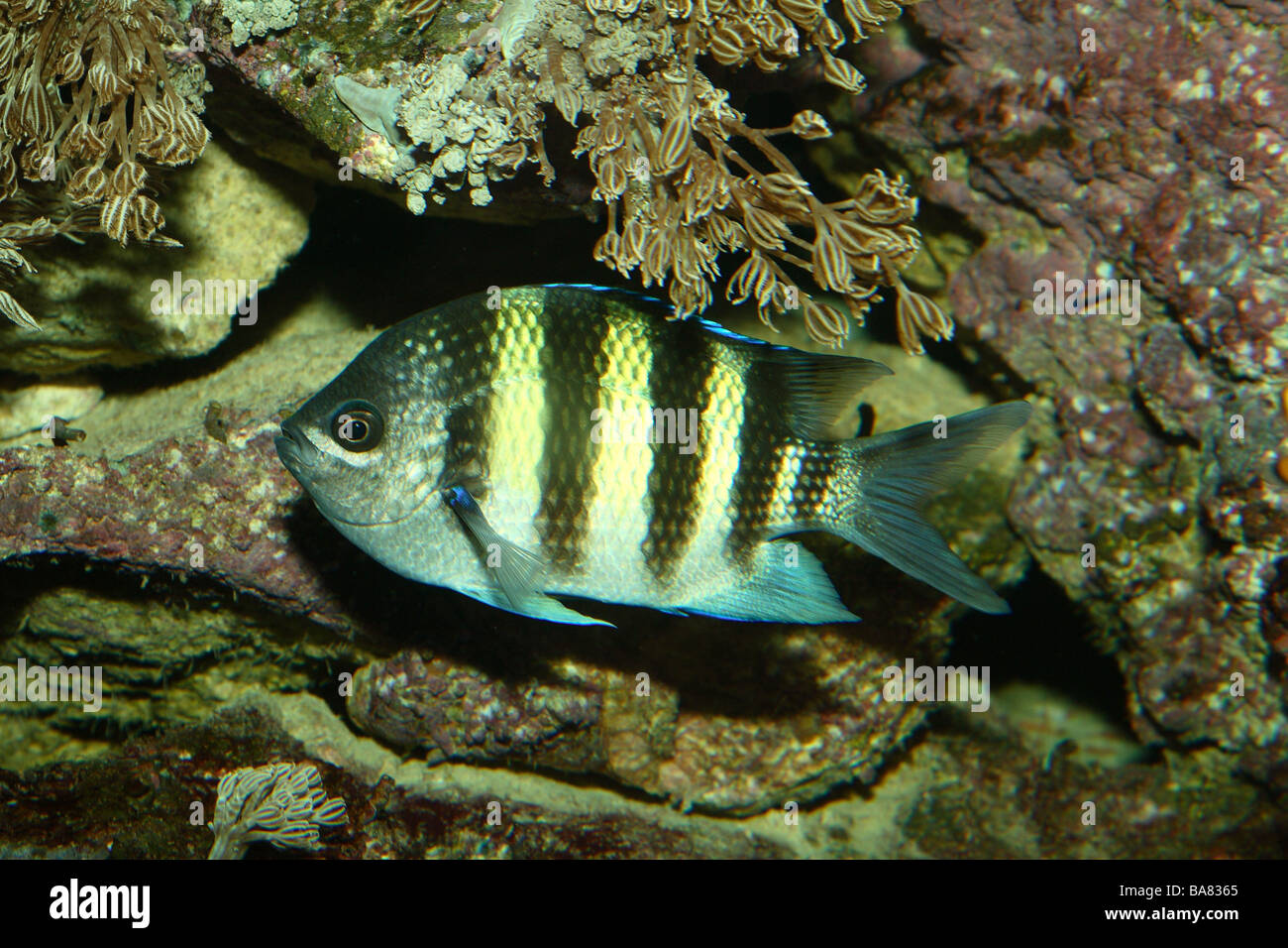 Sergeant-fish five-strip-sergeants Abudefduf troscheli abudefduf ...