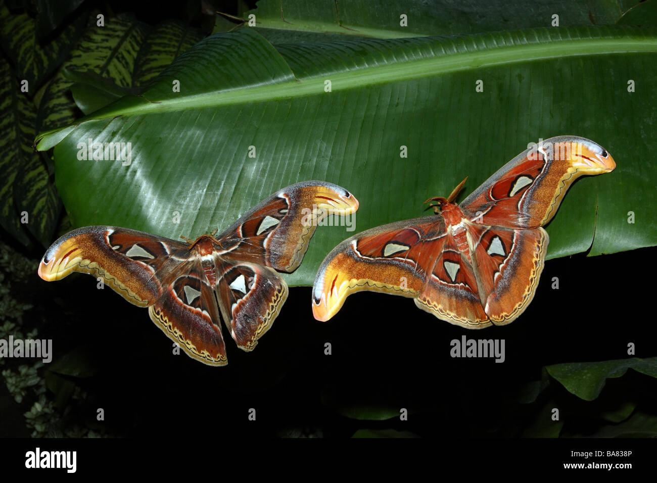 Atlas moths hi-res stock photography and images - Alamy
