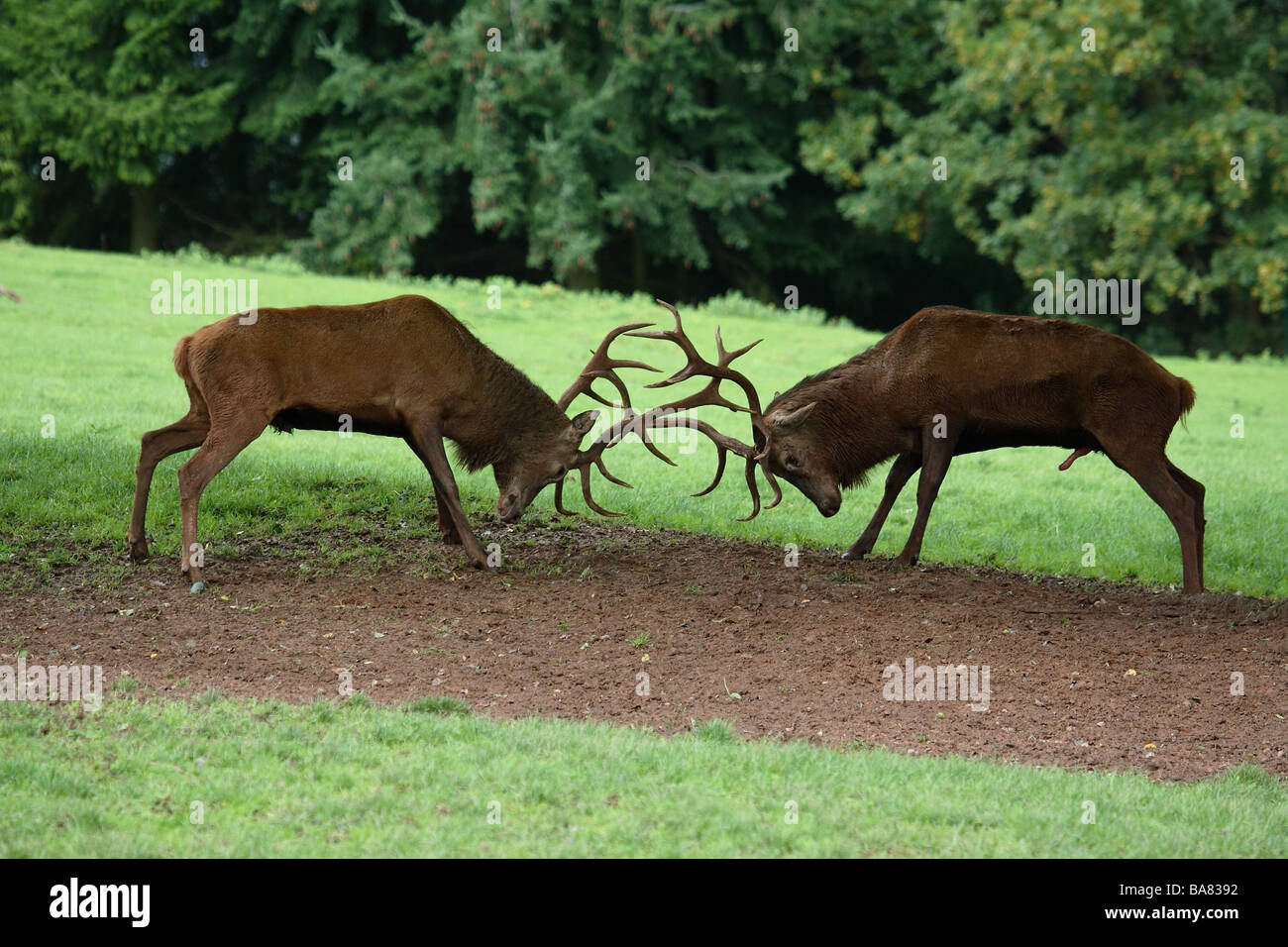 Red stags hi-res stock photography and images - Alamy