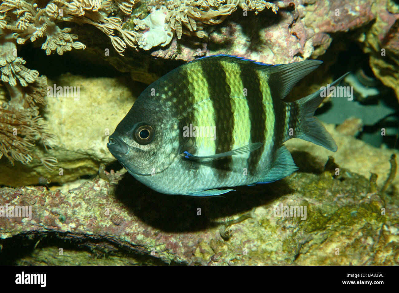 Sergeant-fish five-strip-sergeants Abudefduf troscheli abudefduf ...