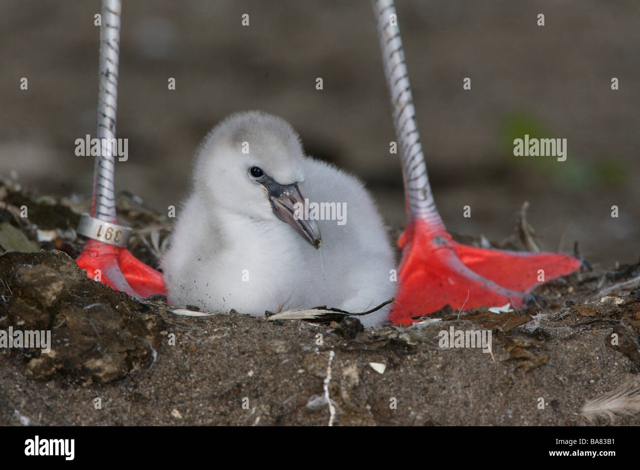 Chile-flamingo Phoenicopterus chilensis young alto-bird detail legs ...