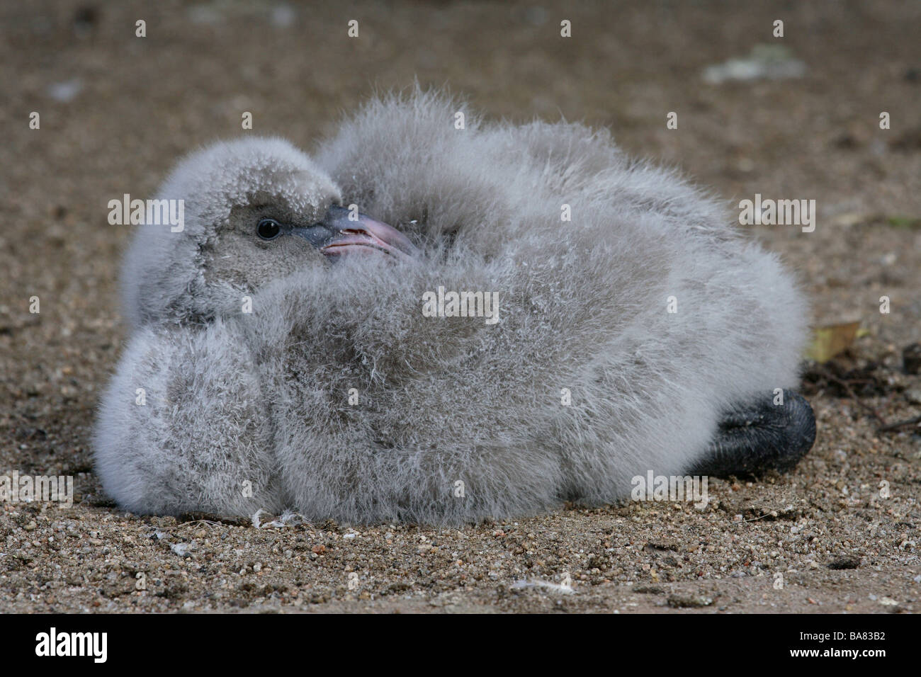 Flamingo reproduction hi-res stock photography and images - Alamy