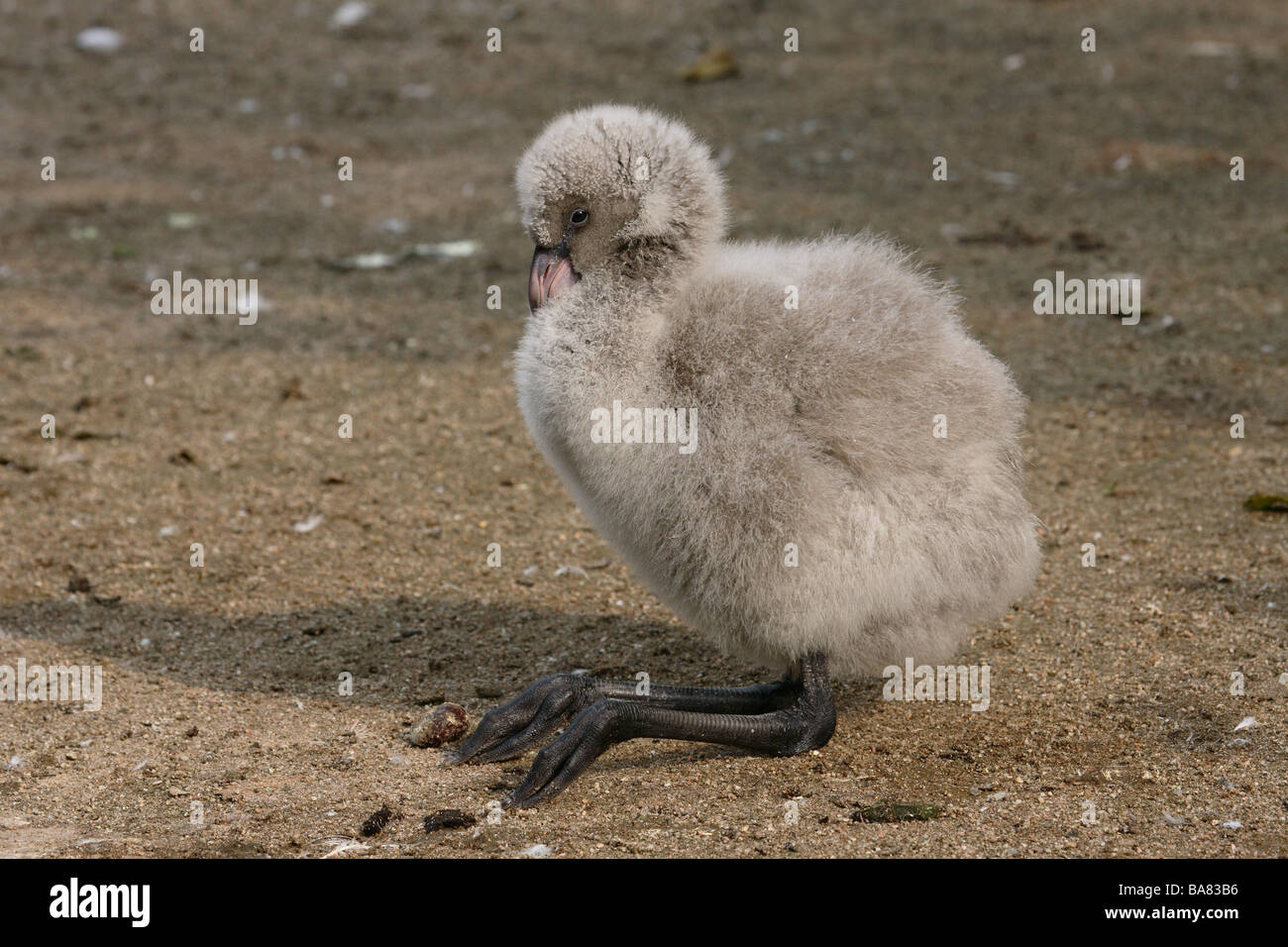 Flamingo reproduction hi-res stock photography and images - Alamy