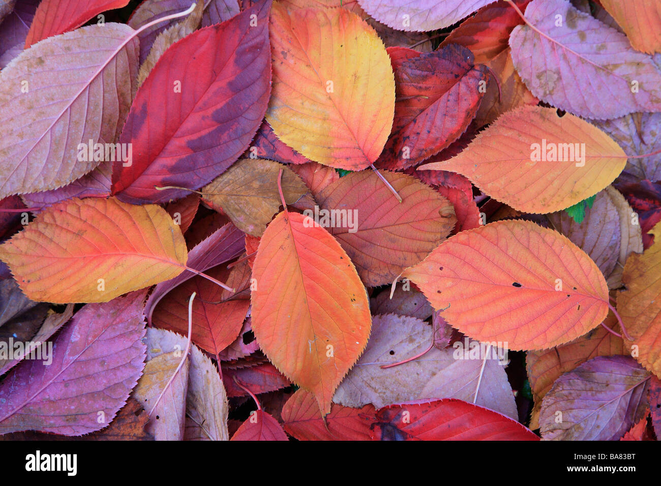 Fallen cherry leaves autumn hi-res stock photography and images - Alamy