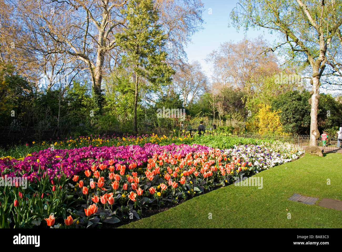 Tulip flower beds in spring, St. James's Park London England UK Stock ...