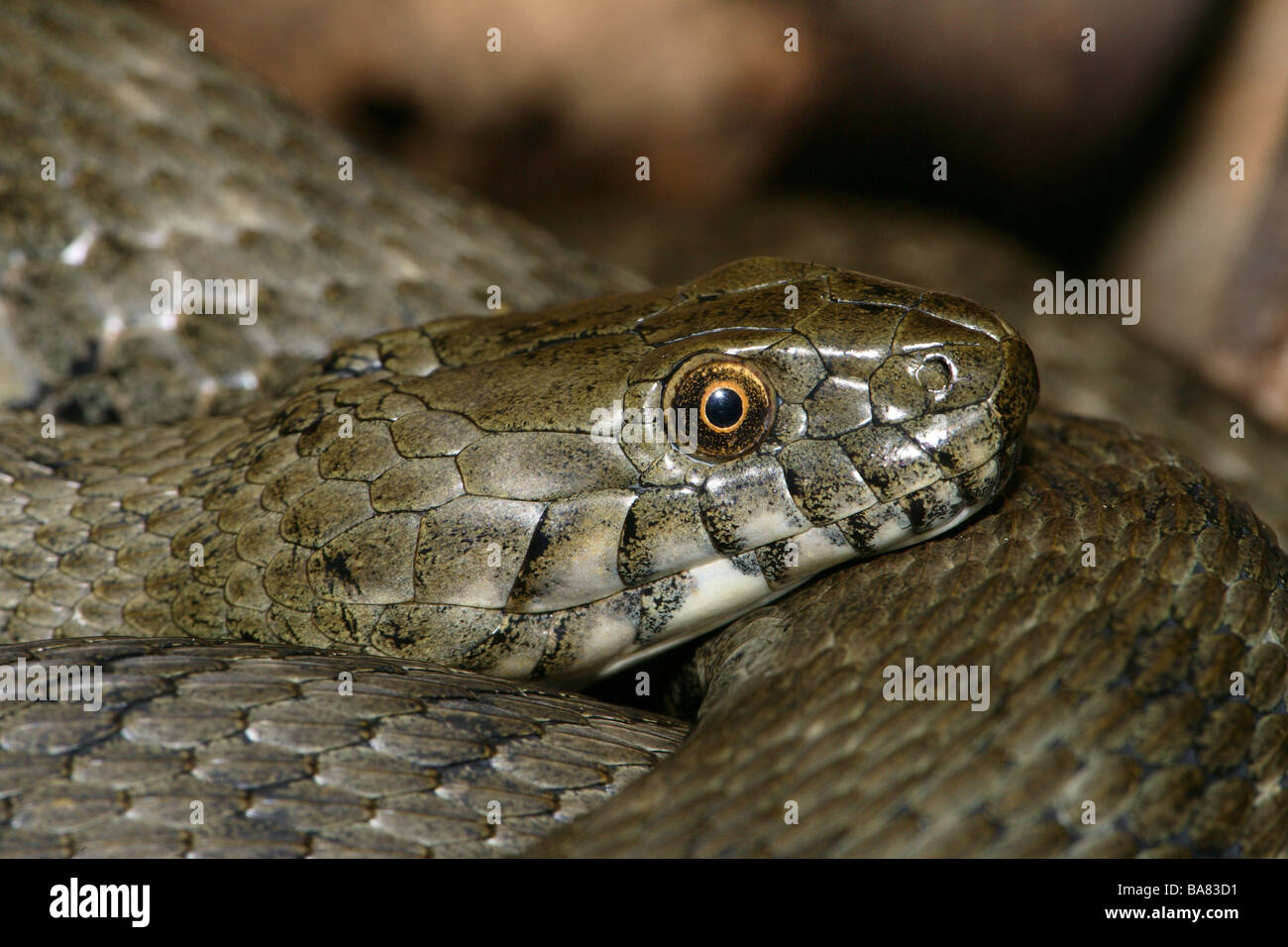 Viper-adder Natrix maura close-up Stock Photo - Alamy