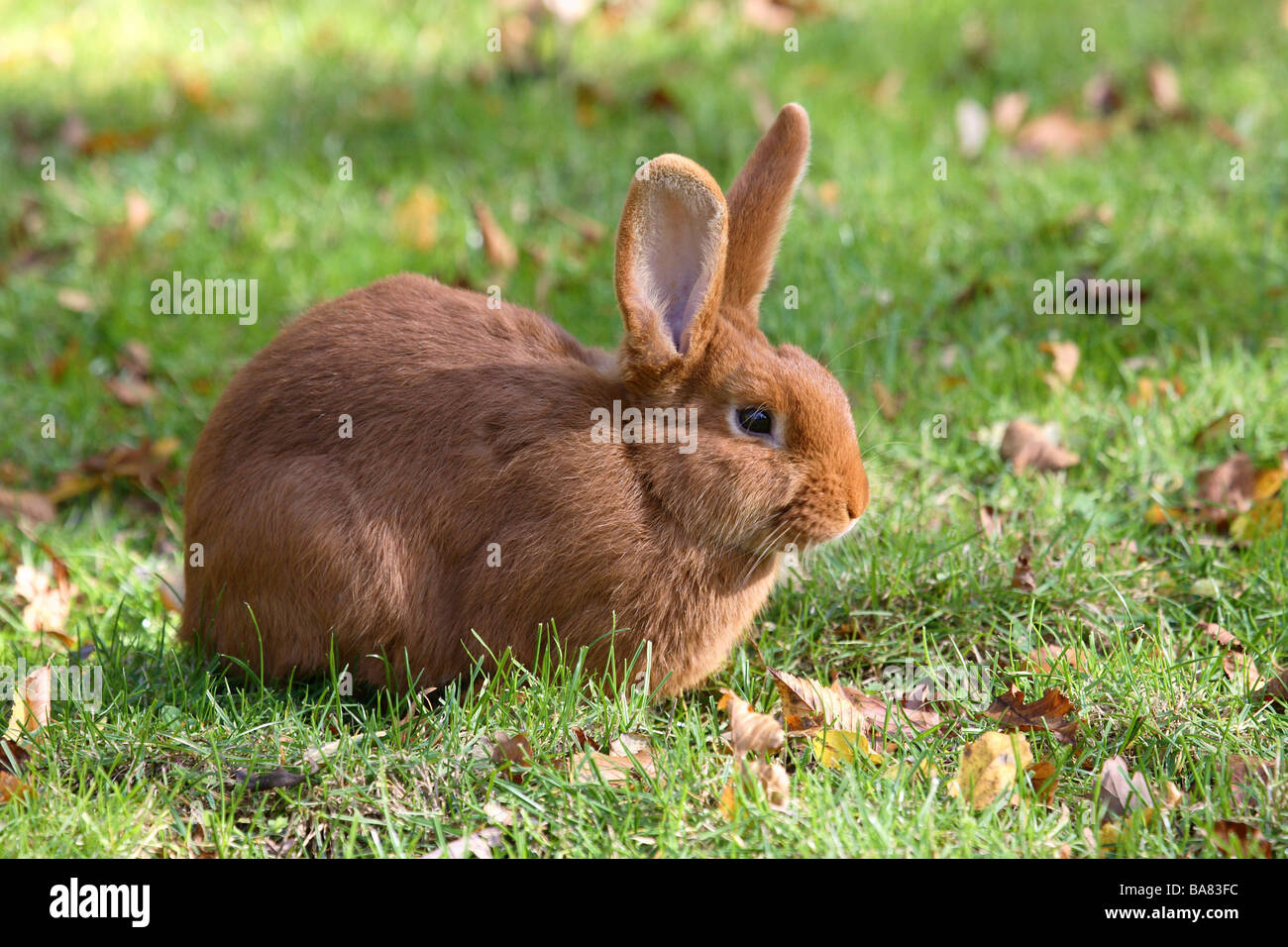 Red rabbits hi-res stock photography and images - Alamy