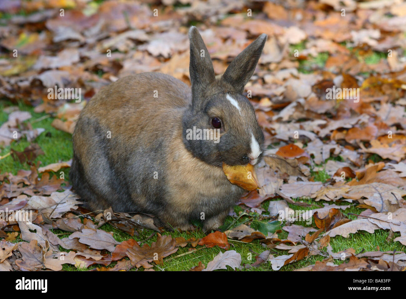 Rabbits meadow fall foliage eats Stock Photo - Alamy