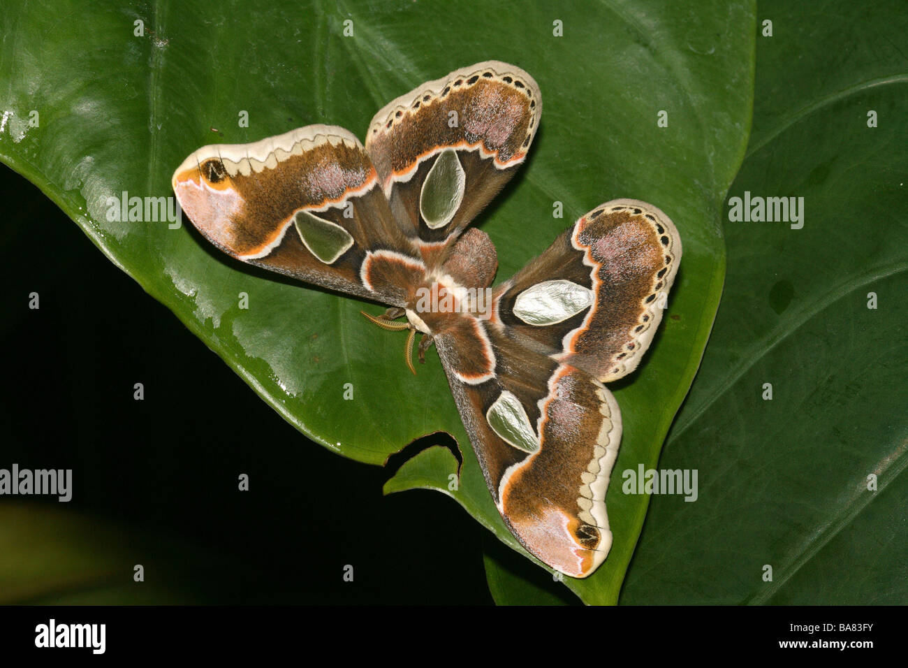 American Pfauenauge Hyalophora cecropia Stock Photo - Alamy