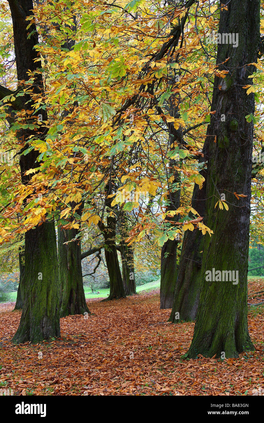 Steed hi-res stock photography and images - Alamy