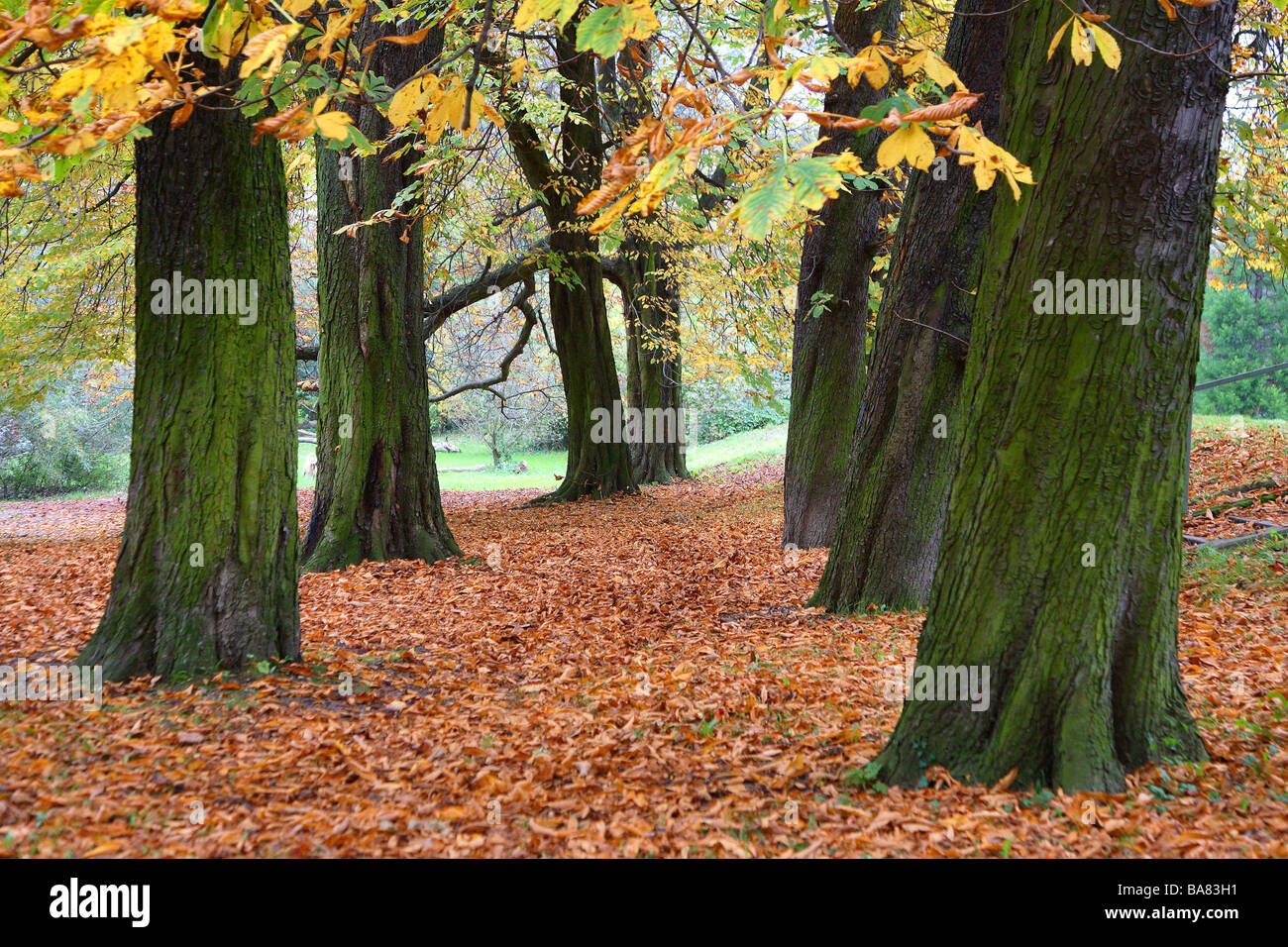 Steed-chestnuts Aesculus hippocastanum autumn Stock Photo - Alamy