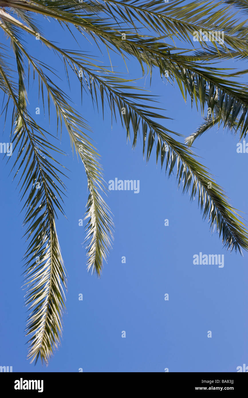 Palm fronds hanging down from a palm tree against blue sky Stock Photo ...