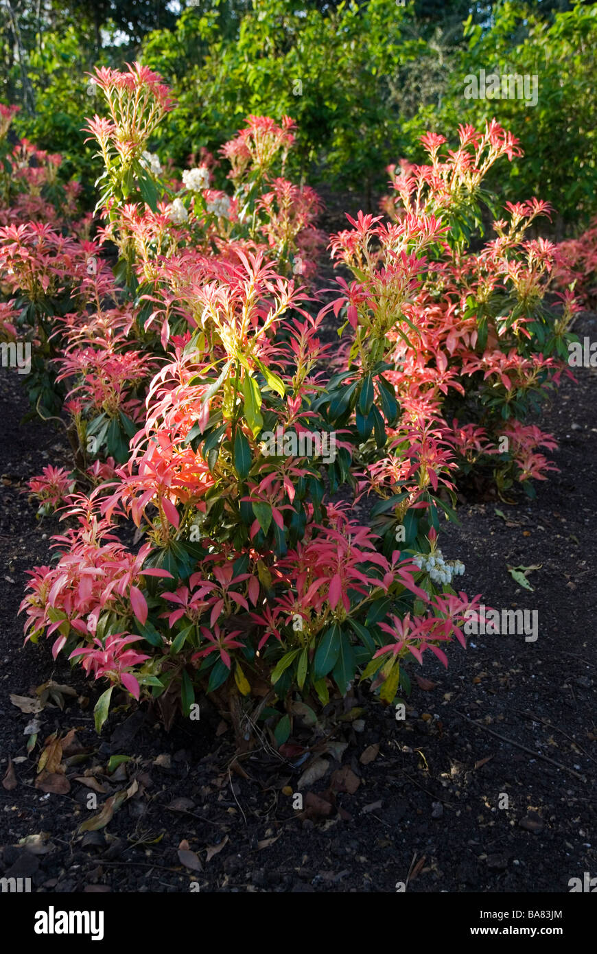 Plants in spring, St. James's Park London England UK Stock Photo - Alamy