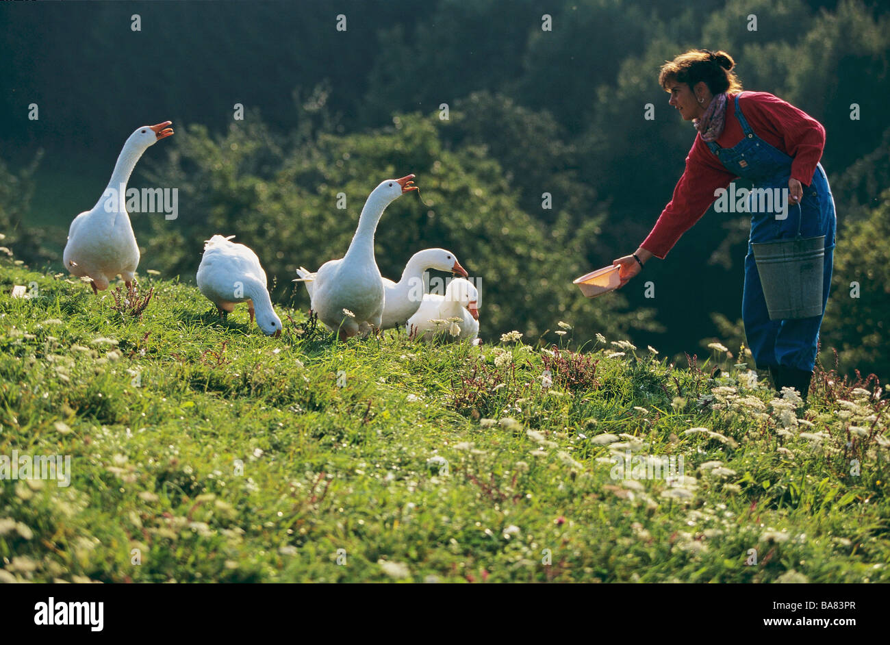 5 geese hi-res stock photography and images - Alamy