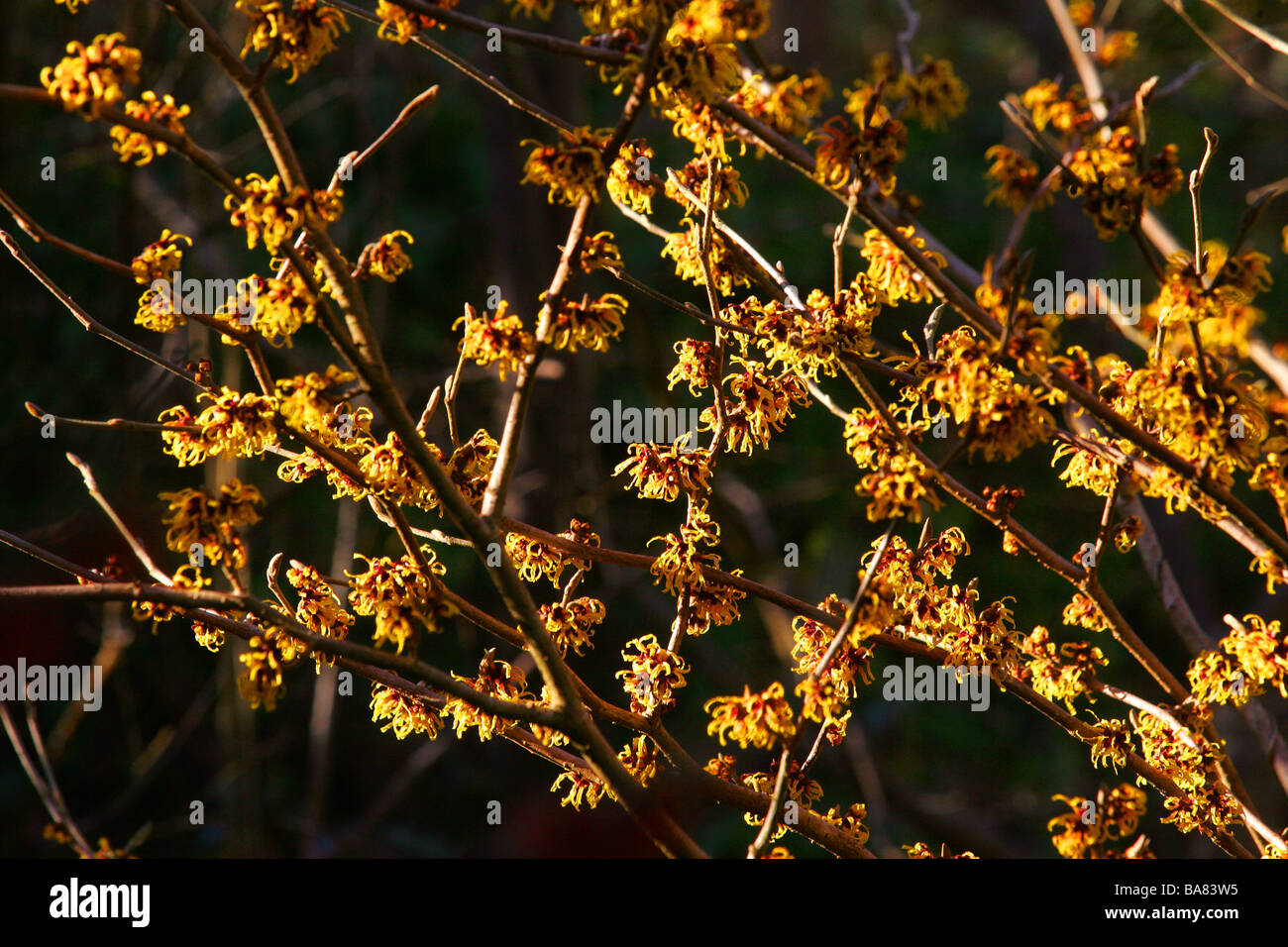 Hazel flowering hi-res stock photography and images - Alamy