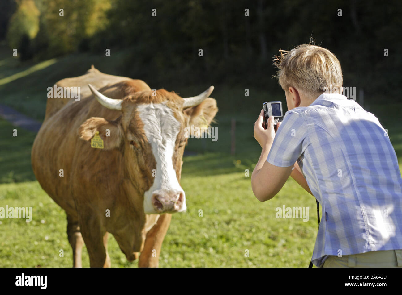 Meadow boy cow photographs Stock Photo - Alamy