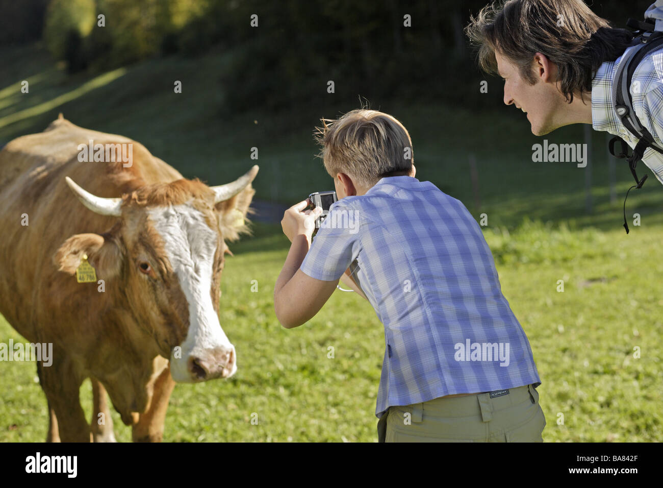 Photograph meadow father son cow Stock Photo - Alamy
