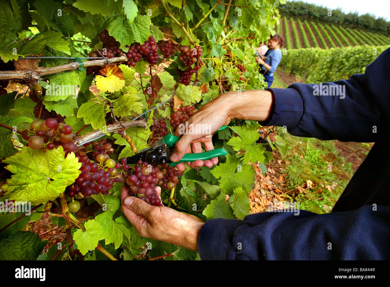 Grape picking at Manstree Vineyard Shillingford St George near Exeter ...