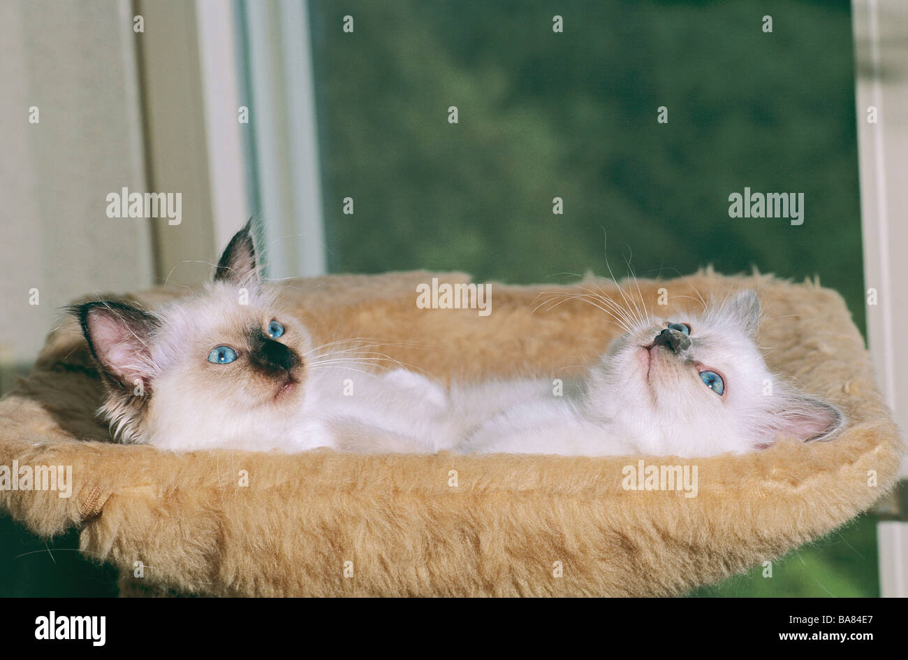 two Sacred Cat of Burma kitten - lying Stock Photo - Alamy