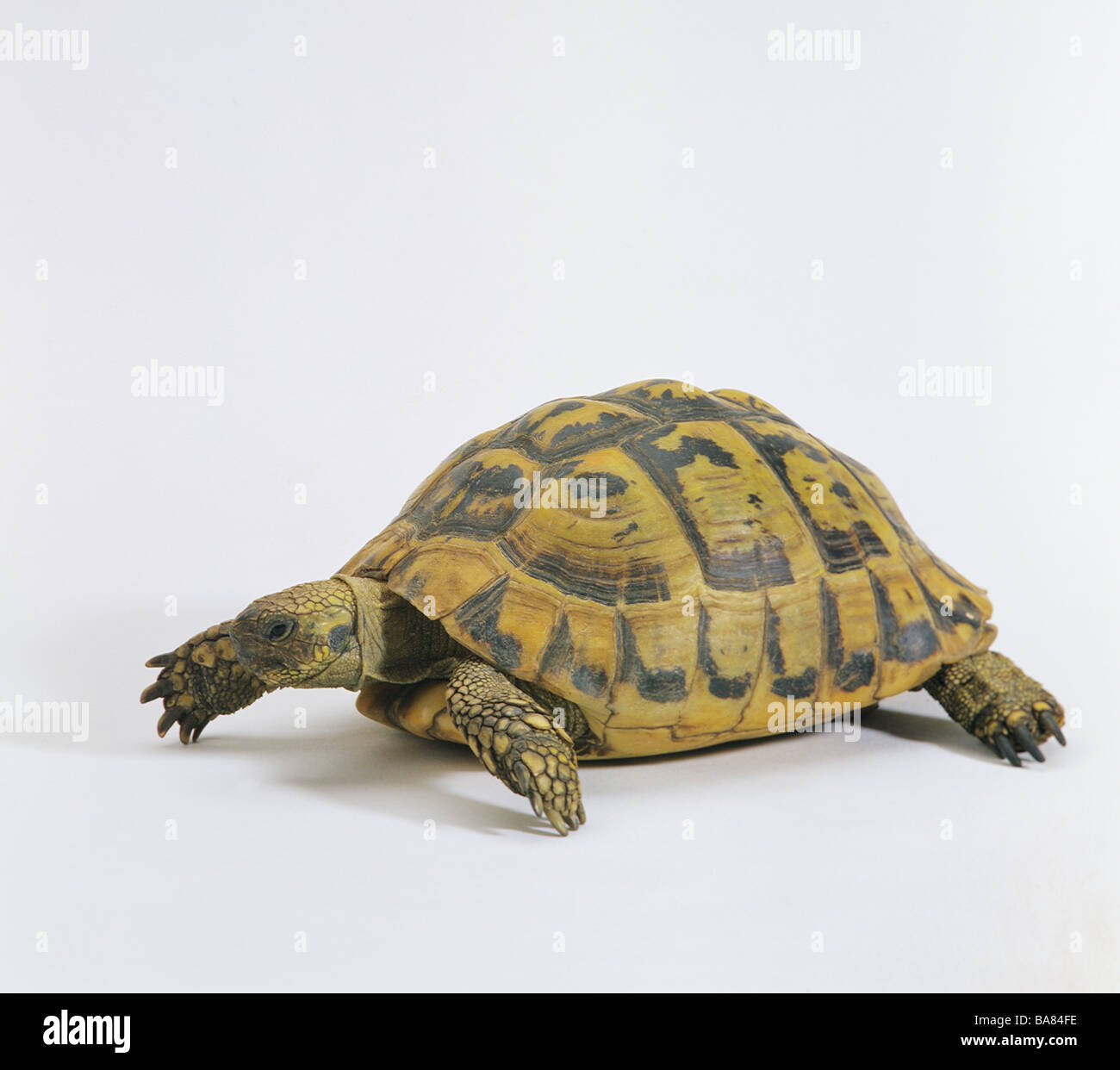 Hermann's Tortoise - cut out / Testudo hermanni Stock Photo - Alamy