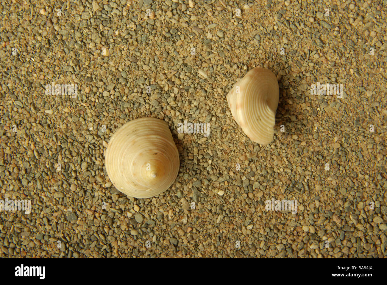 Calliostoma hi-res stock photography and images - Alamy