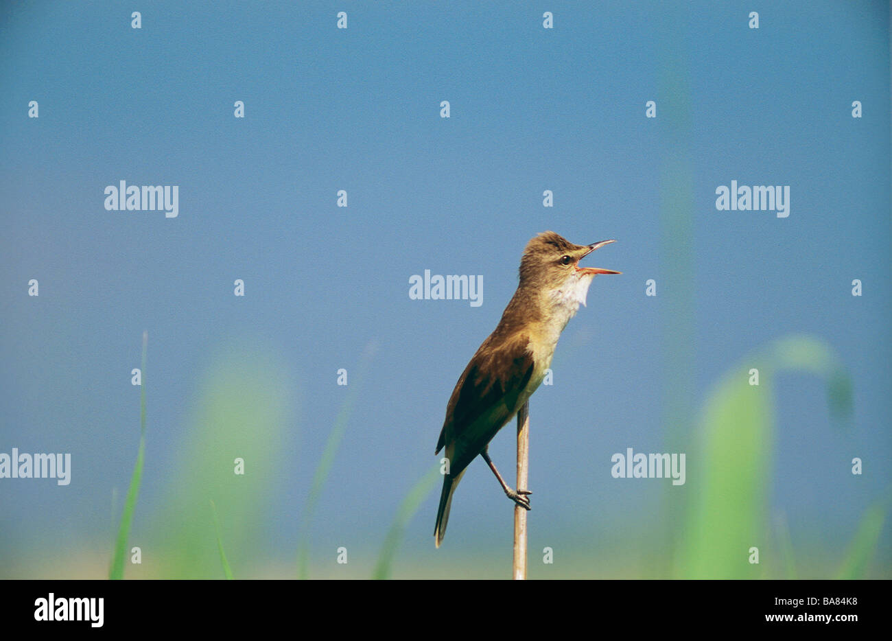 Great Reed Warbler - singing / Acrocephalus arundinaceus Stock Photo ...