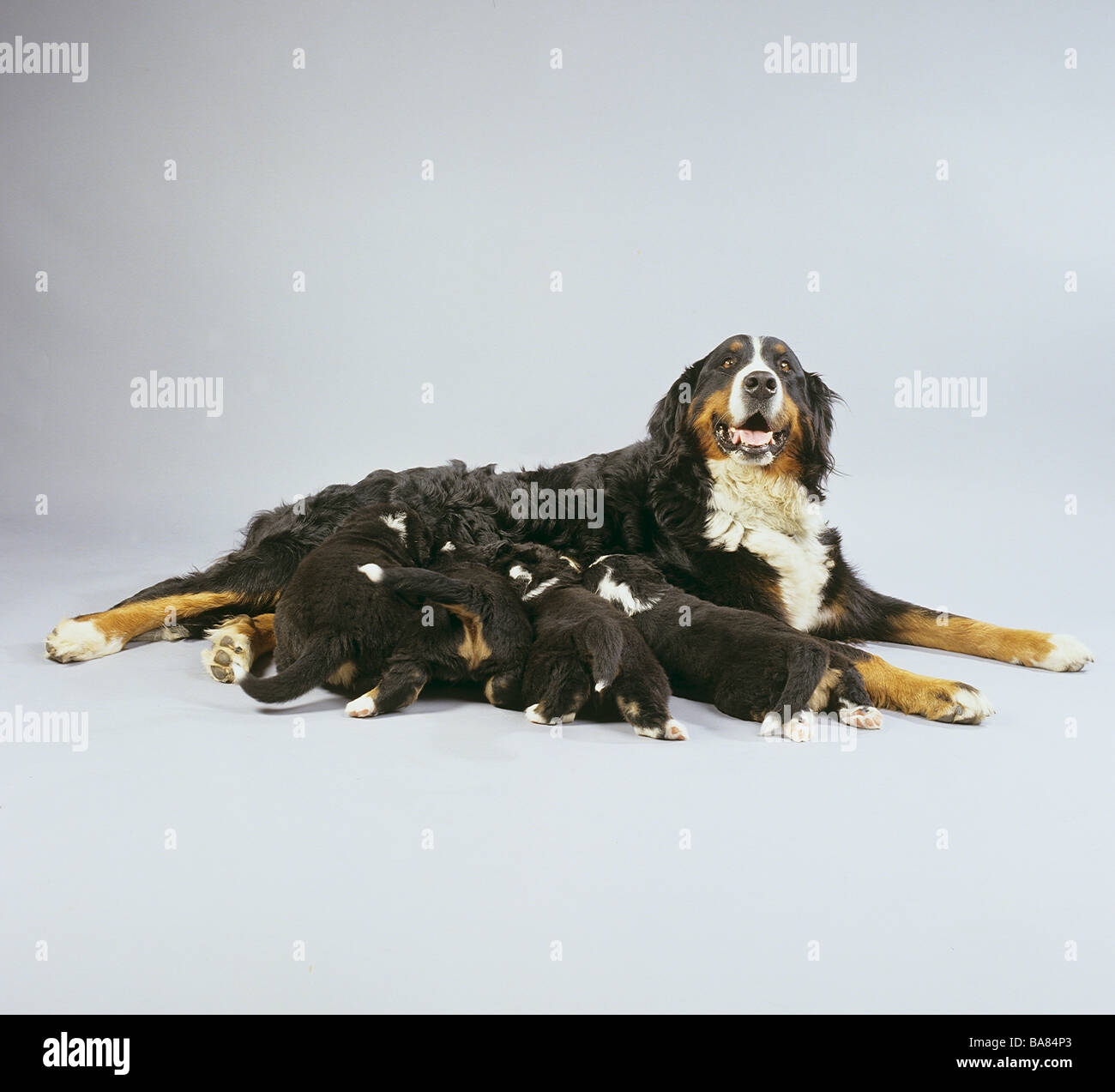 She dog puppies hi-res stock photography and images - Alamy