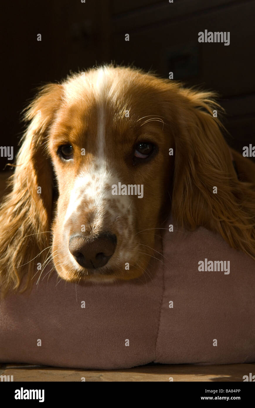 Sad dog eyes spaniel hi-res stock photography and images - Alamy