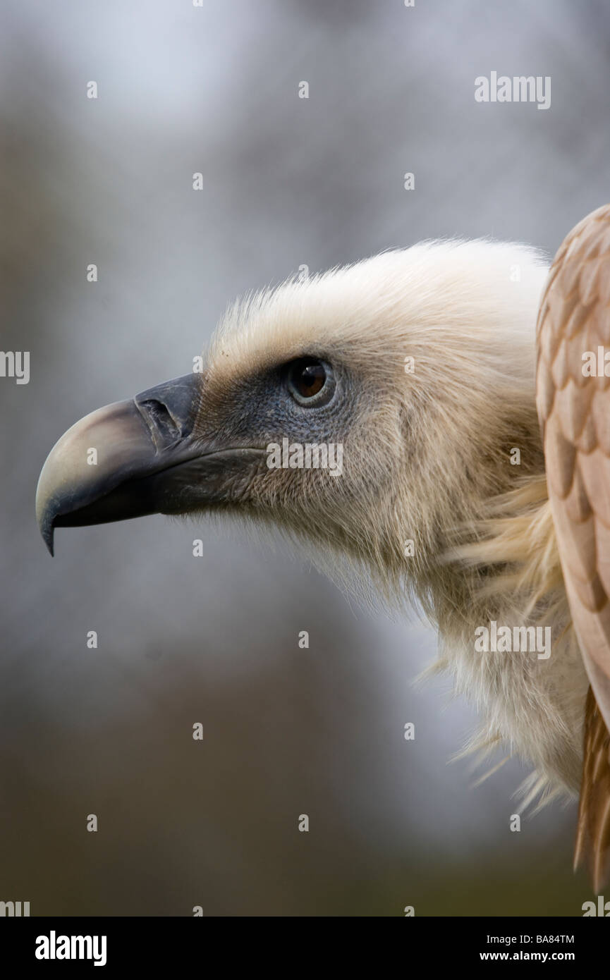 Vulture Nest High Resolution Stock Photography and Images - Alamy