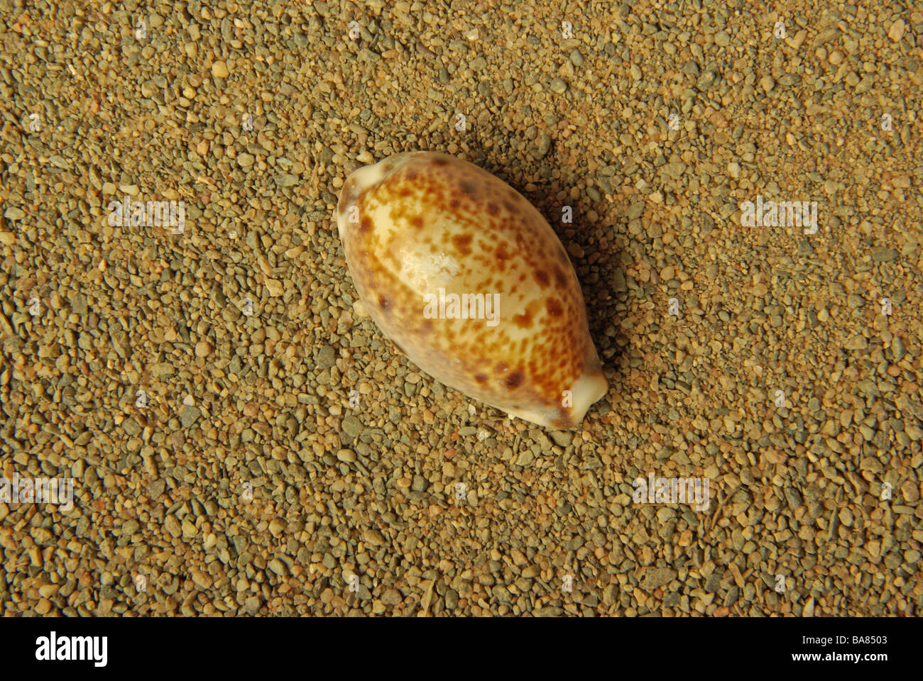 A Cowrie shell - Cypraea lynx Stock Photo - Alamy