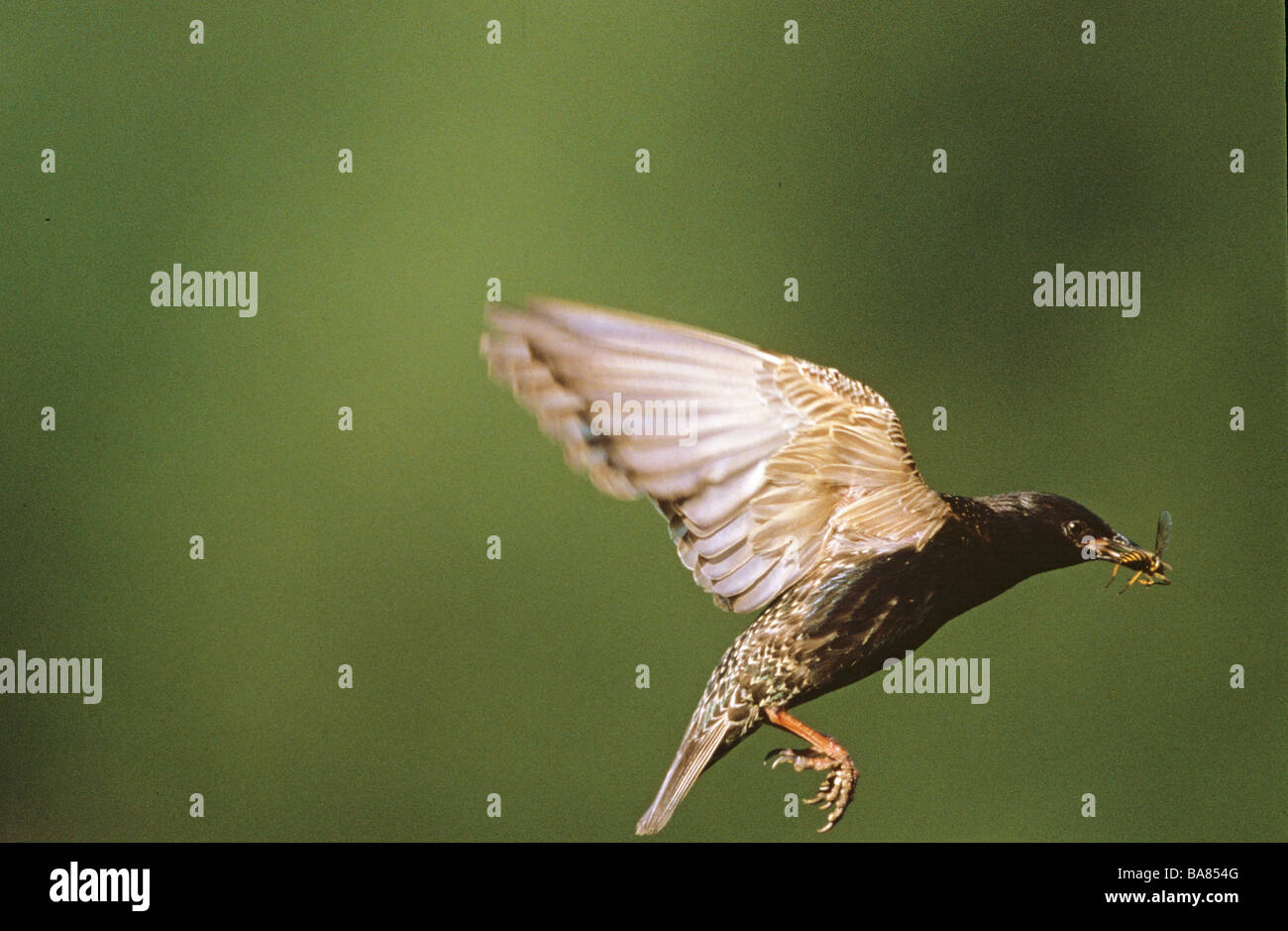 Starling - flying with prey / Sturnus vulgaris Stock Photo - Alamy