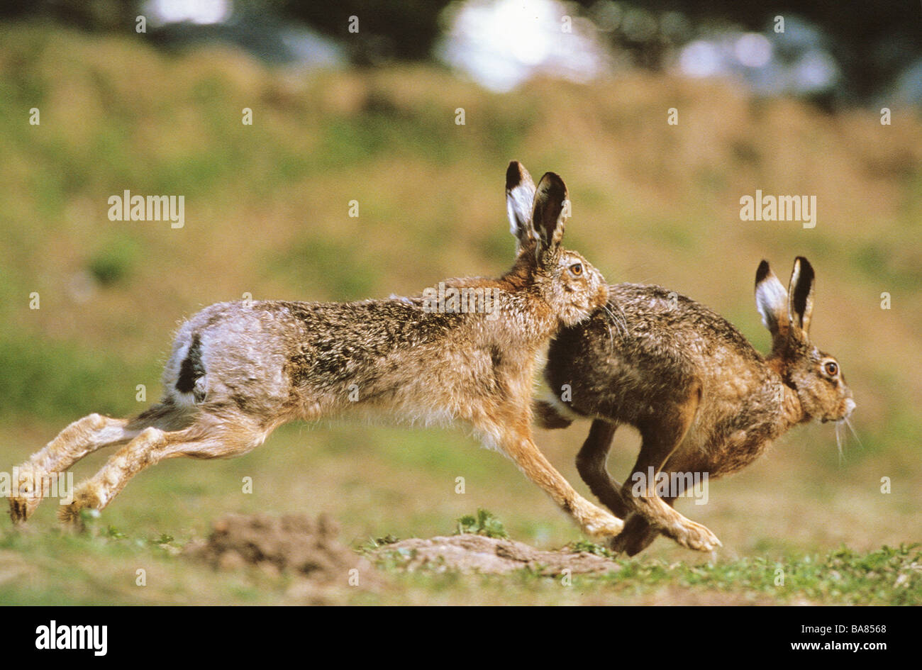 two European Hares - running / Lepus europaeus Stock Photo - Alamy