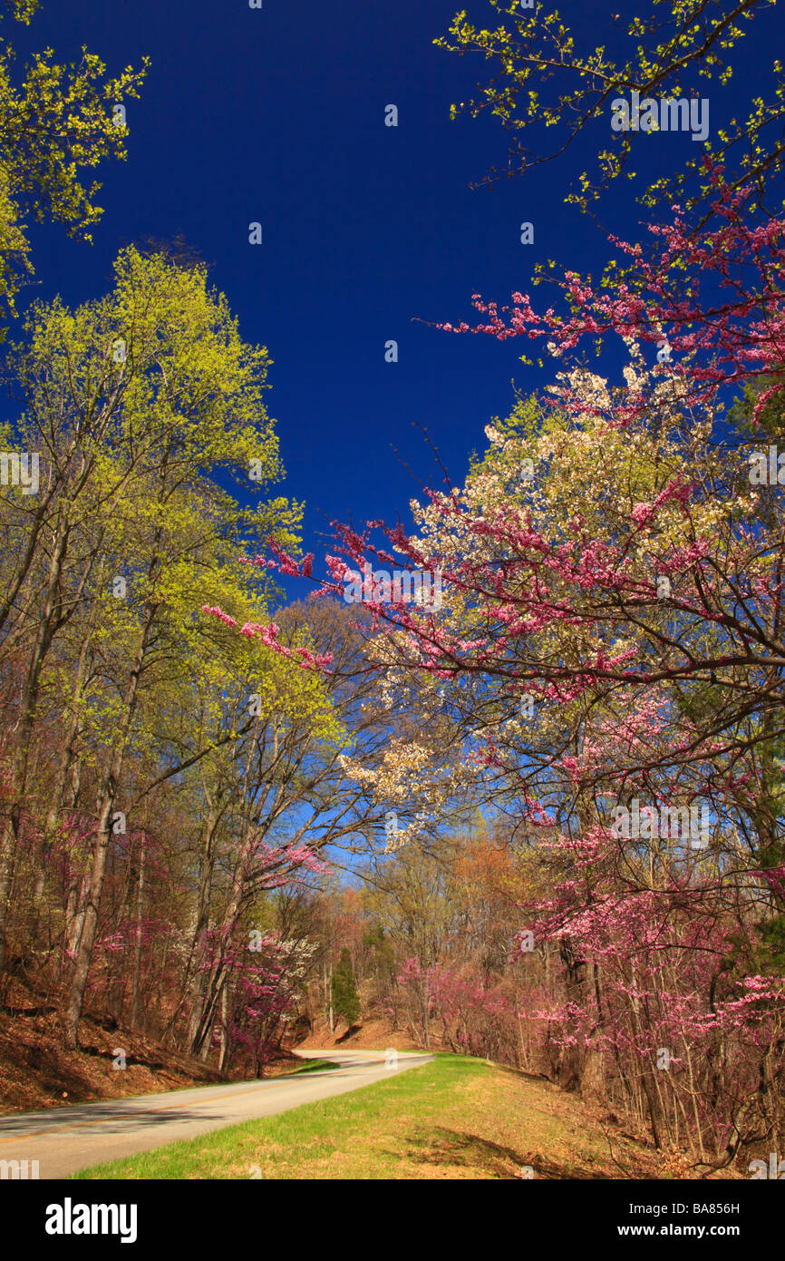 Redbud leaf hi-res stock photography and images - Alamy