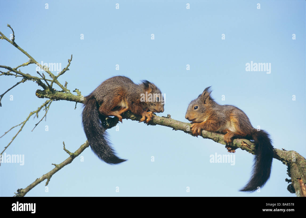 Two red squirrel hi-res stock photography and images - Alamy