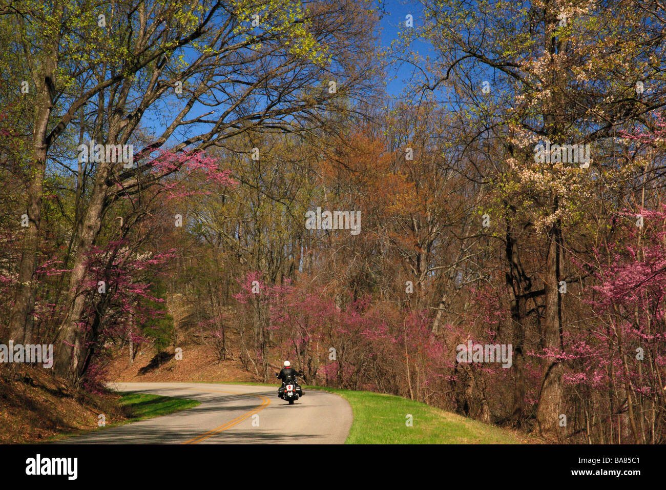 Redbud, Blue Ridge Parkway, Virginia Stock Photo - Alamy