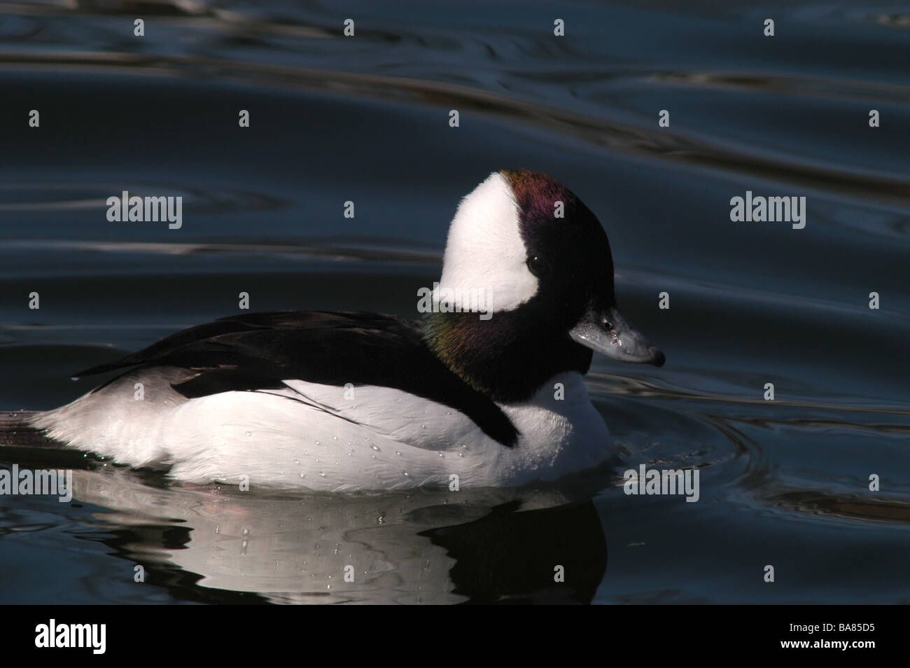 male bufflehead duck Stock Photo - Alamy