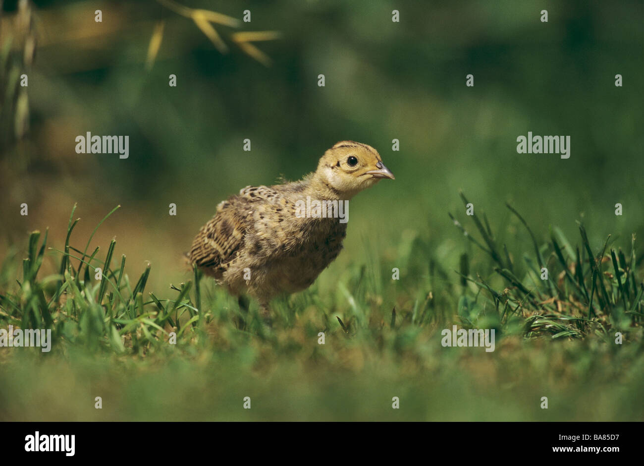 Common Pheasant - fledgling an meadow / Phasianus colchicus Stock Photo ...
