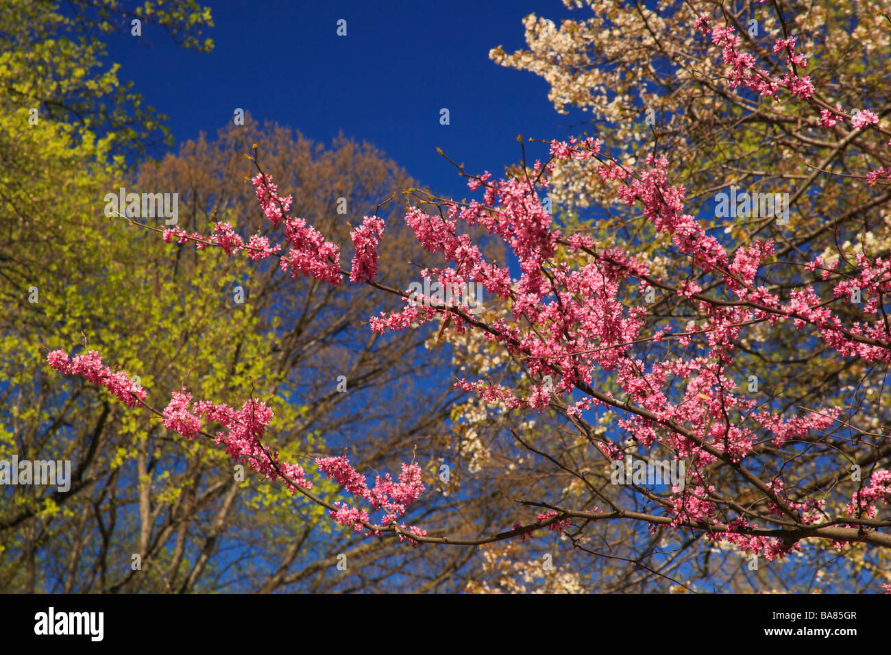 Redbud leaf hi-res stock photography and images - Alamy