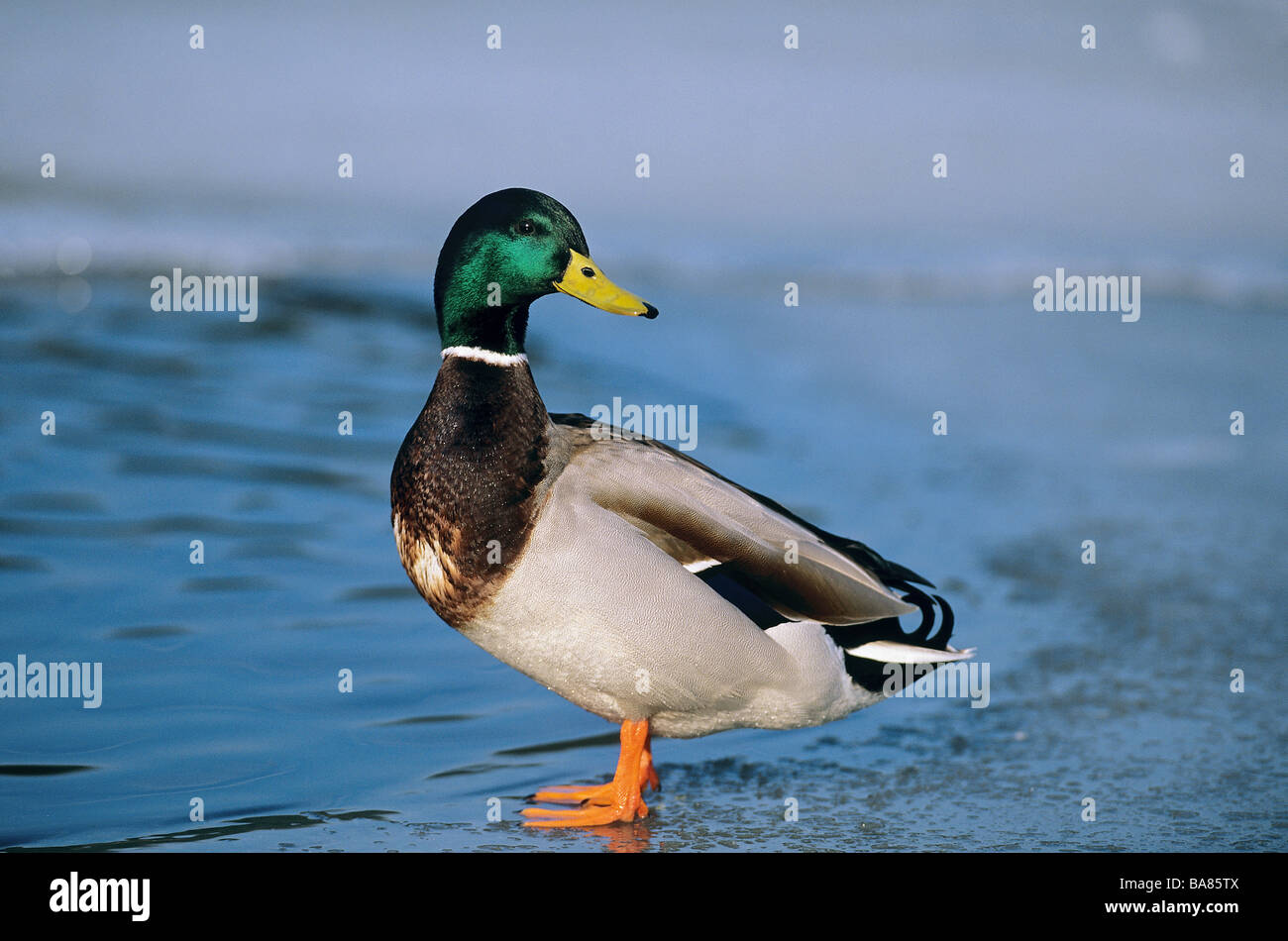 Mallard - drake standing at the shore / Anas platyrhynchos Stock Photo ...