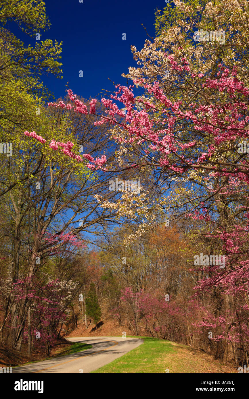 Redbud leaf hi-res stock photography and images - Alamy