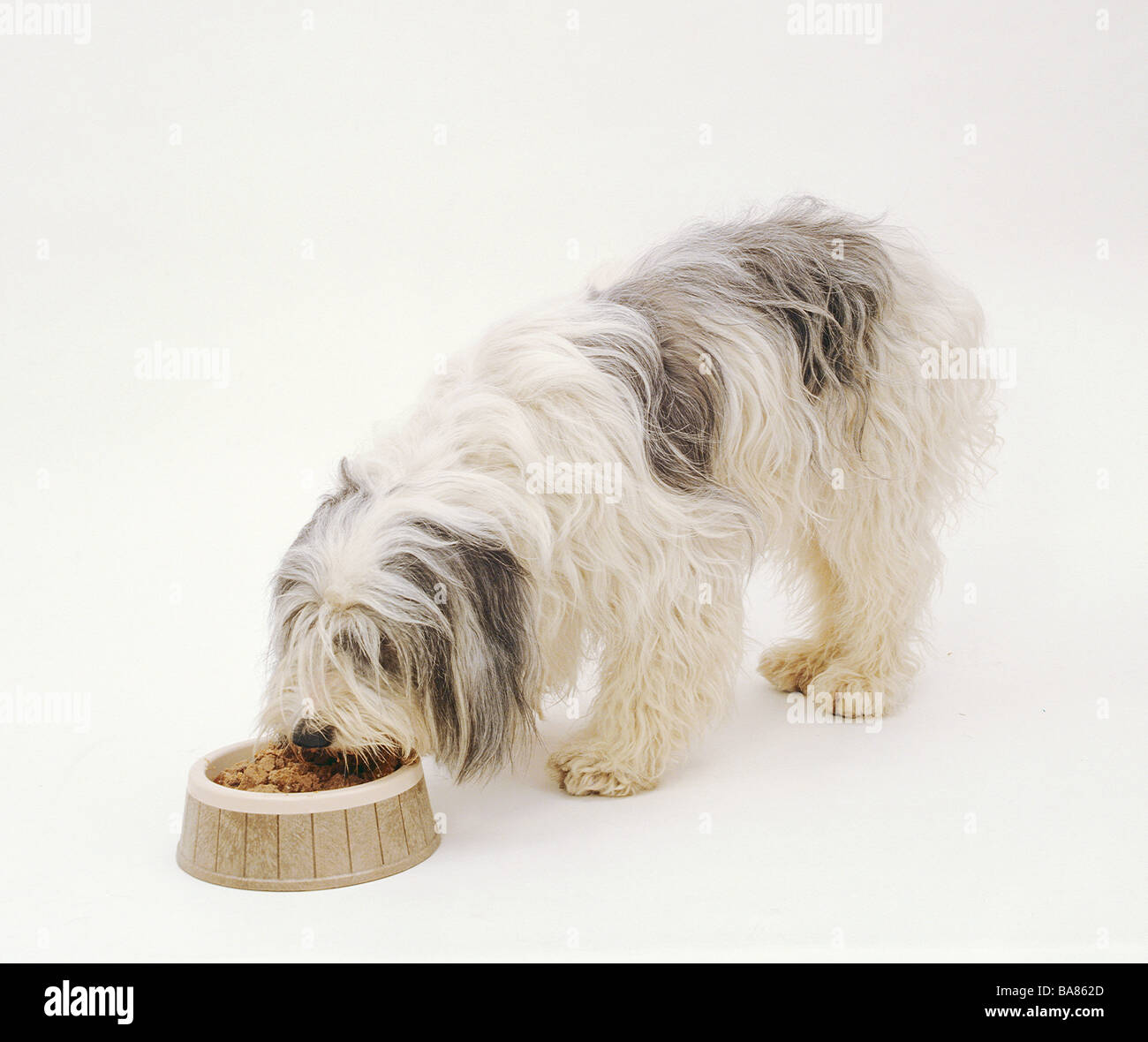 Pon Dog High Resolution Stock Photography and Images - Alamy