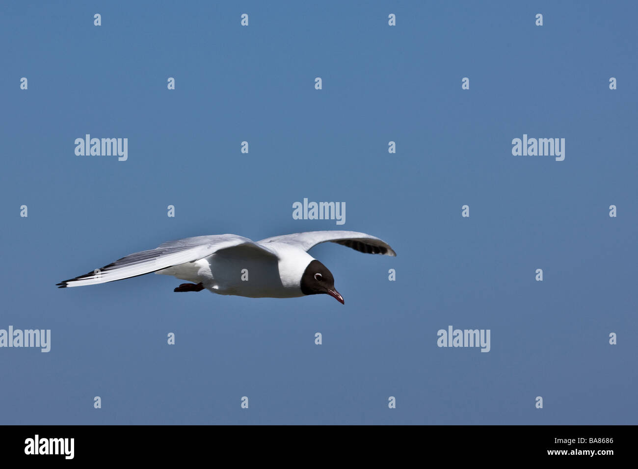 Black headed gull in flight Stock Photo - Alamy