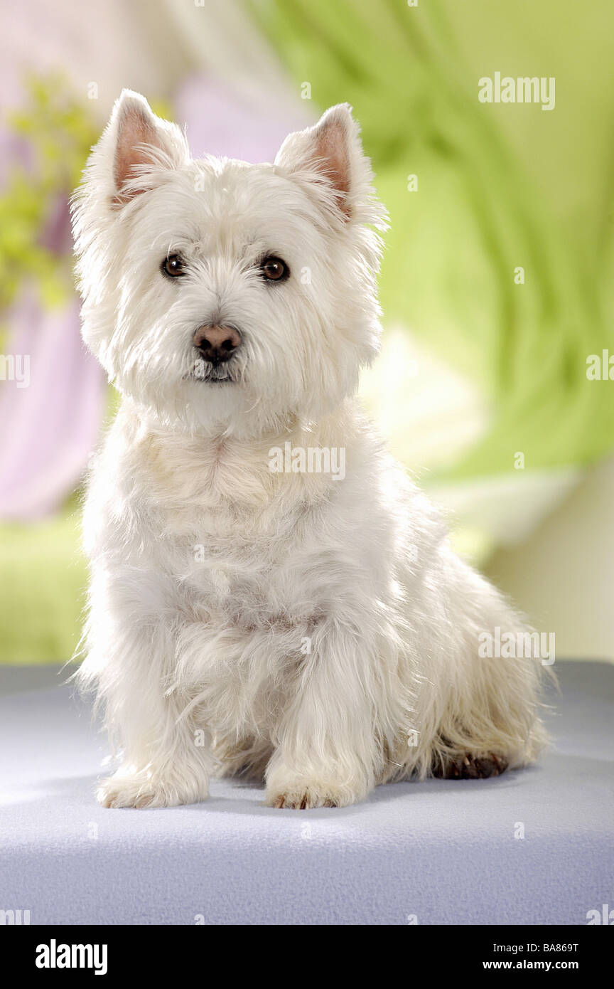 Westhighland White Terrier dog - sitting Stock Photo - Alamy
