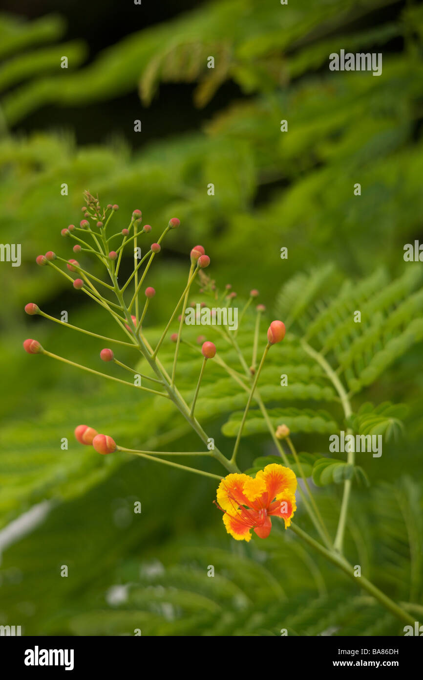 National Flower of Barbados, Yellow and Red Poinciana or "Caesalpinia ...