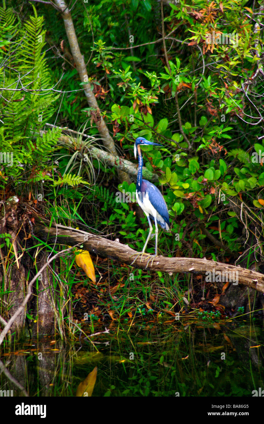 Wildlife and Birds in Everglades National Park,Florida,USA Stock Photo ...