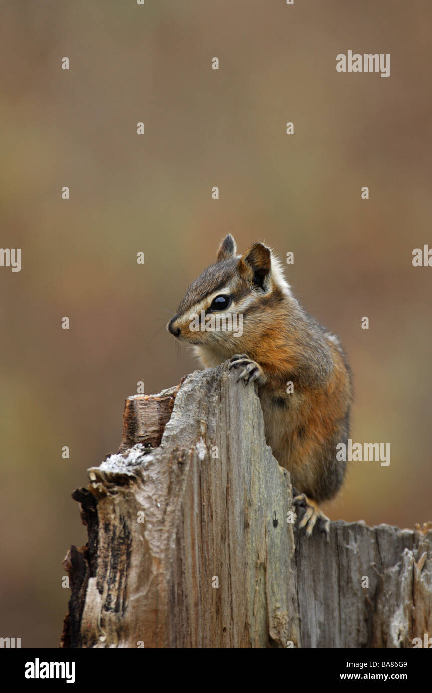 Chipmunk sitting ontop of an old tree stump in Yellowstone national ...