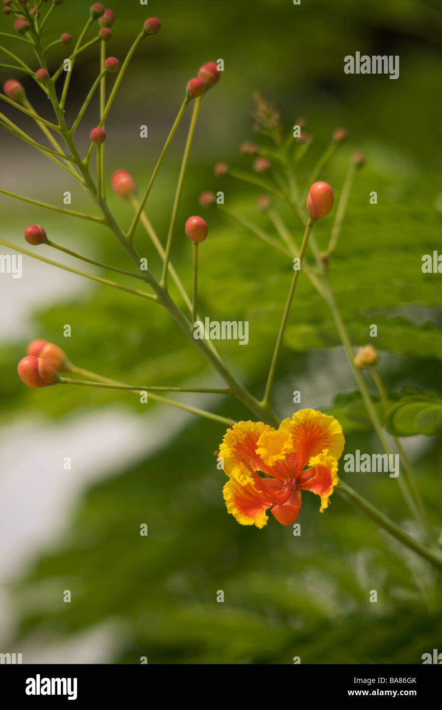 National Flower of Barbados, Yellow and Red Poinciana or "Caesalpinia ...