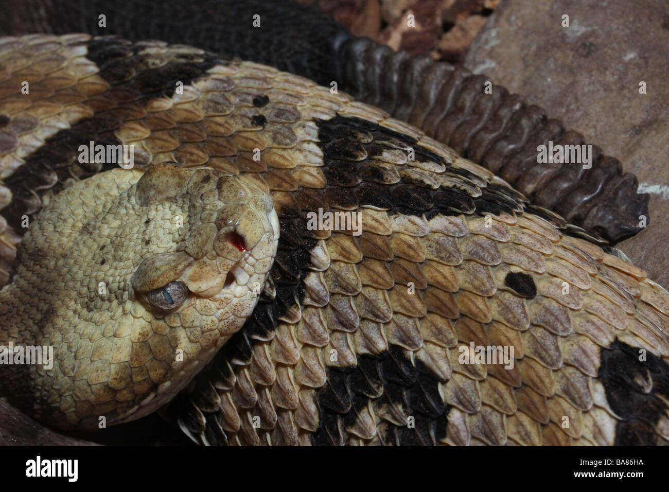 Timber rattlesnake hi-res stock photography and images - Alamy