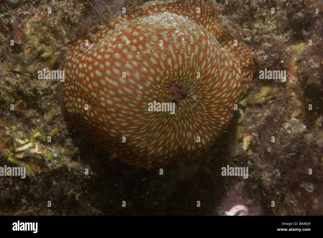 Actinia Fragacea High Resolution Stock Photography and Images - Alamy
